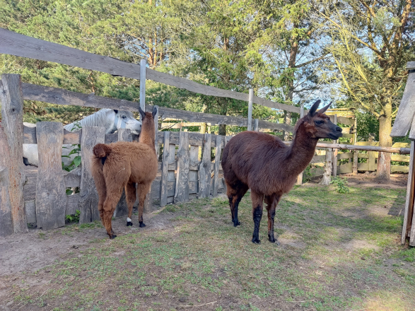 MINI ZOO "BUKI" | Kelionės su vaikais